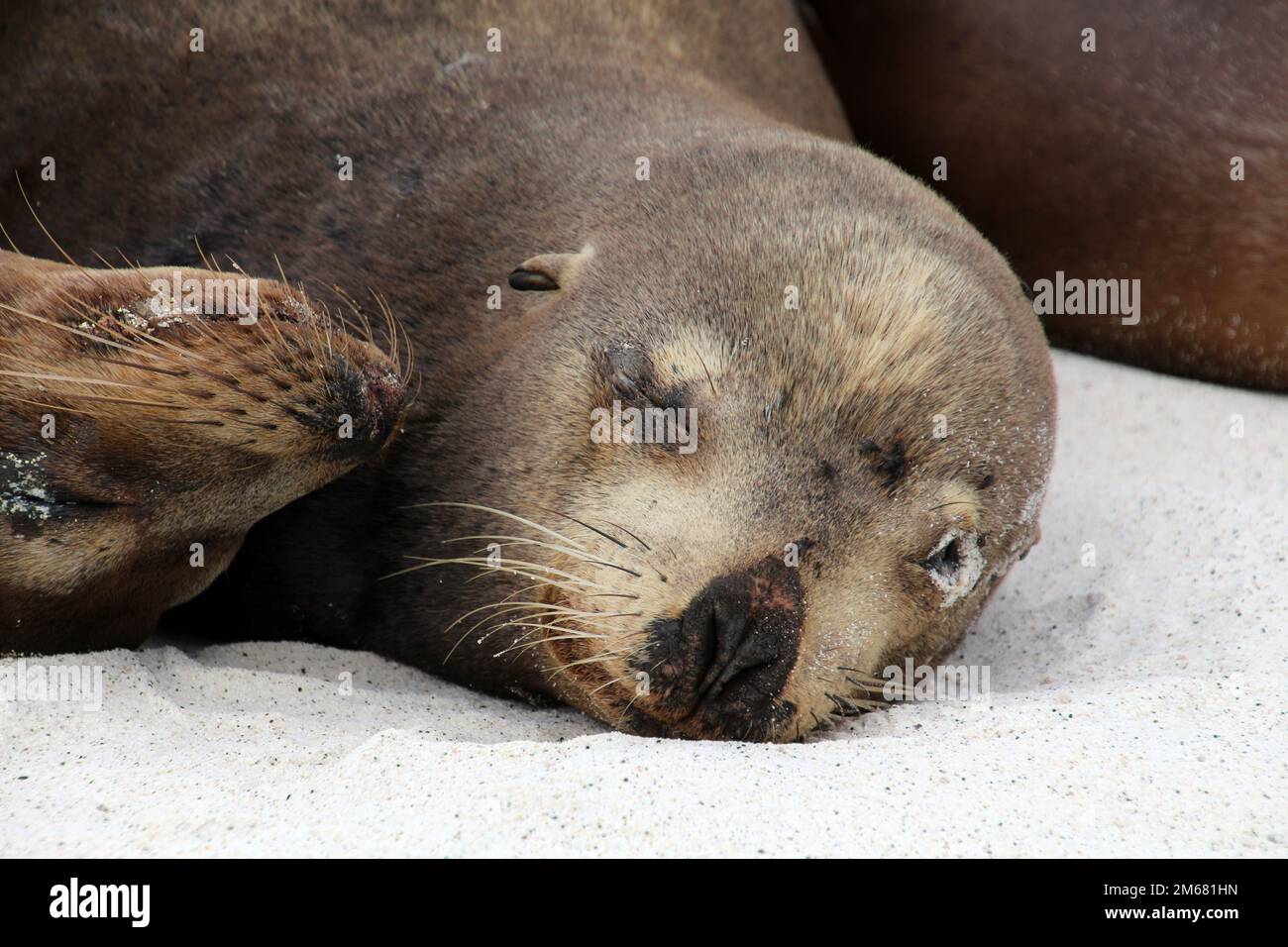 Galapagos sea lion on Gardner Bay beach, Espanola Island, Galapagos ...
