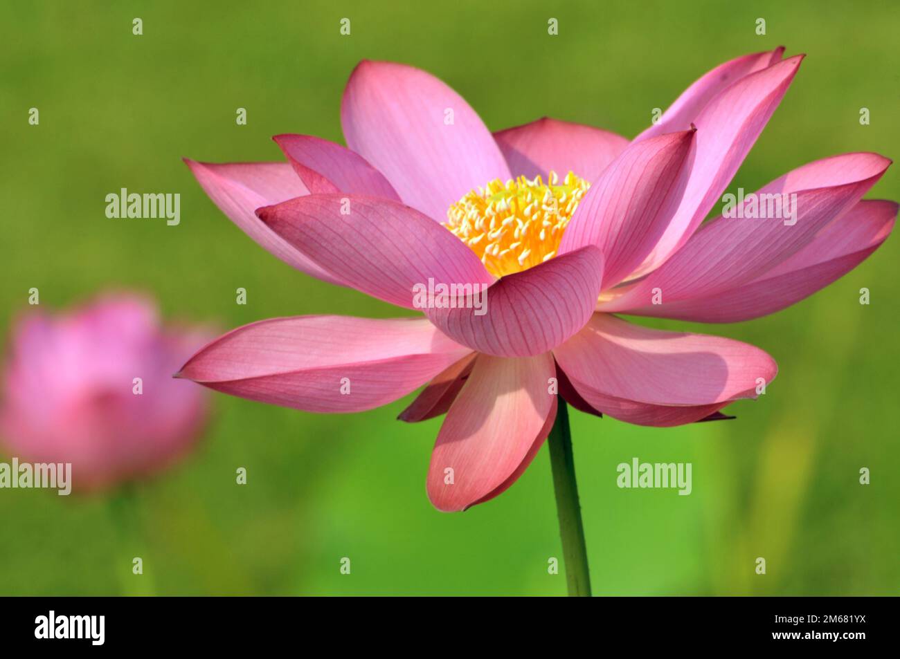 Blossoming lotus flowers in pond Stock Photo - Alamy