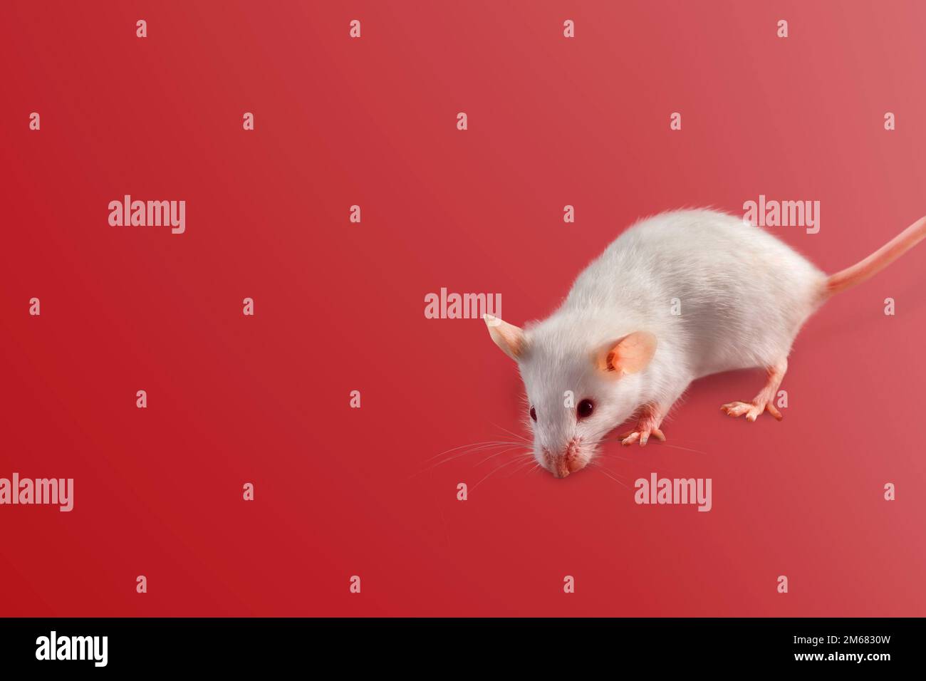 white mouse in front of red background Stock Photo - Alamy