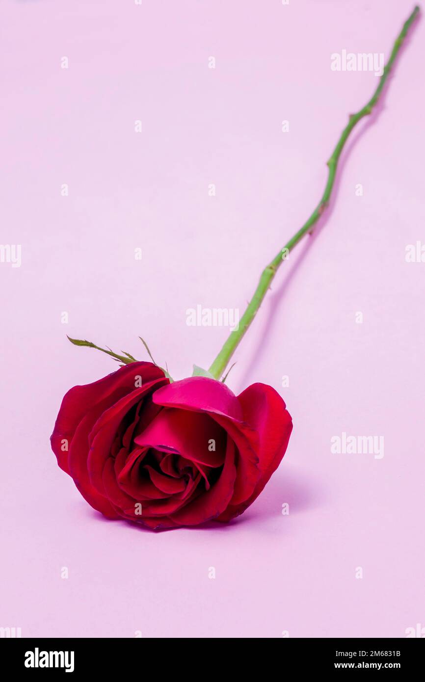 Single red rose cut out bud hi-res stock photography and images - Alamy