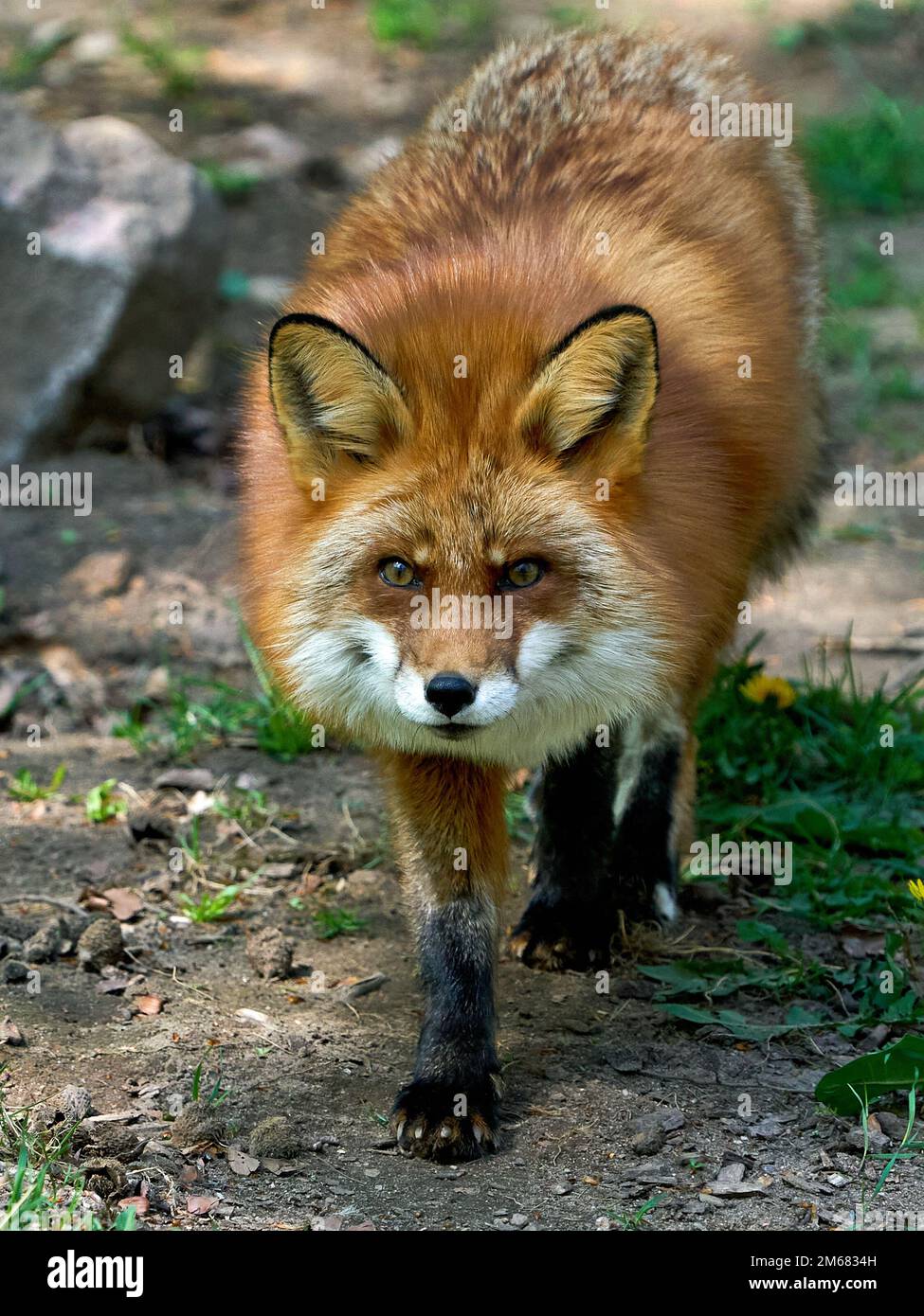 Red fox in its natural environment in Scandinavia Stock Photo - Alamy