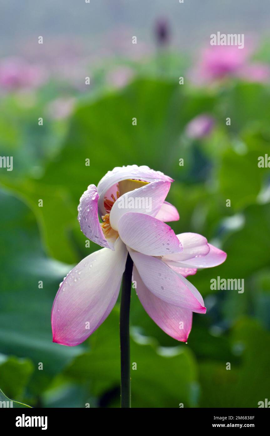 Blossoming lotus flowers in pond Stock Photo - Alamy