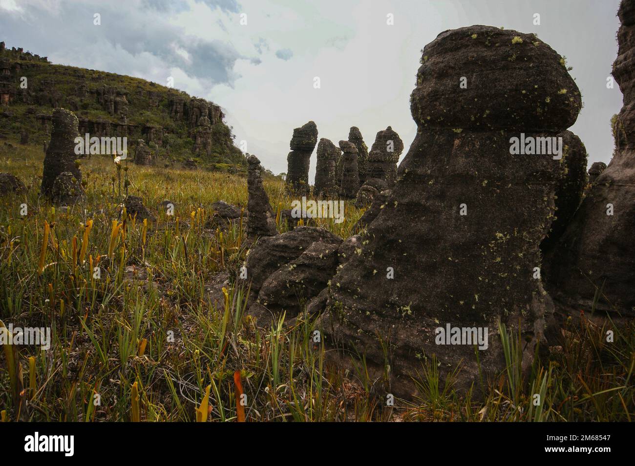 Sandstone rock formations with black pillars and columns on Amuri Tepui ...