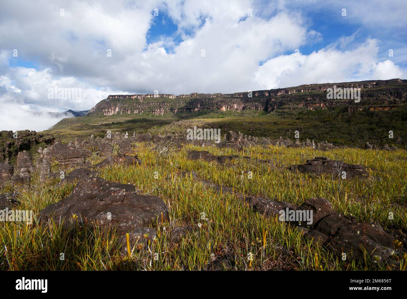 Rock formations on Amuri Tepui, Venezuela Stock Photo - Alamy