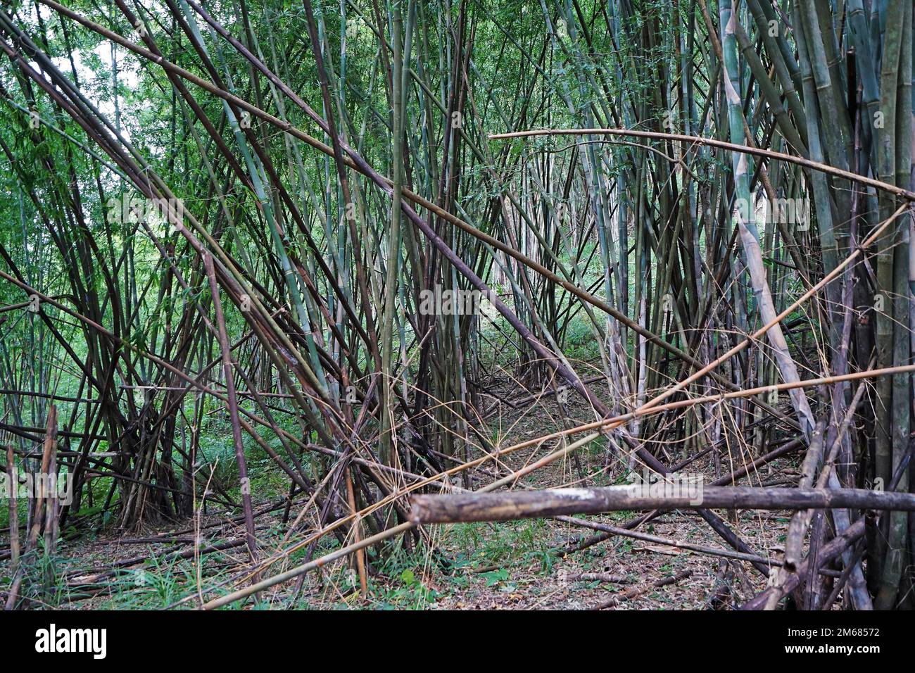 Green tropical bamboo groove forest Stock Photo - Alamy