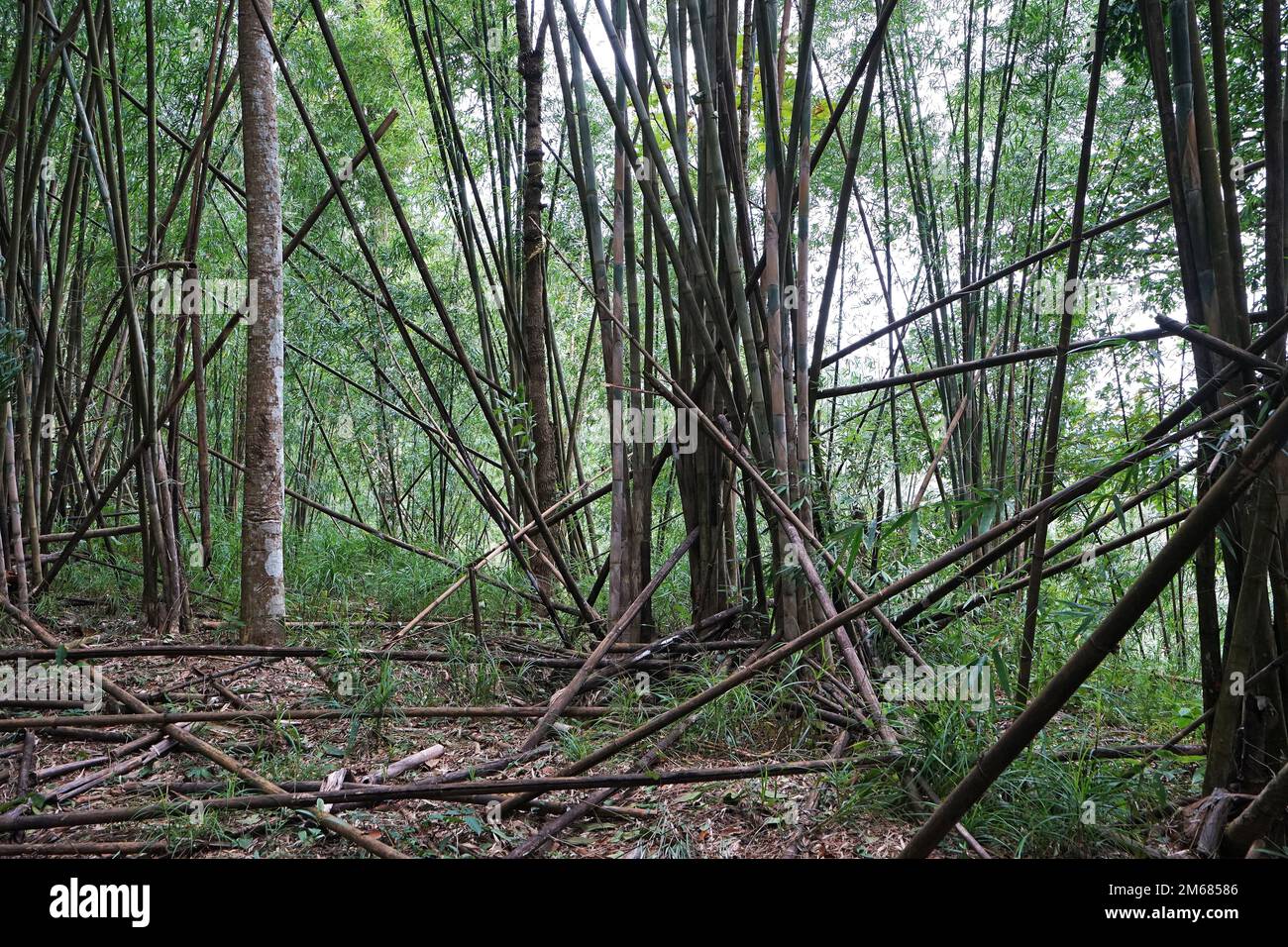 Green tropical bamboo groove forest Stock Photo - Alamy