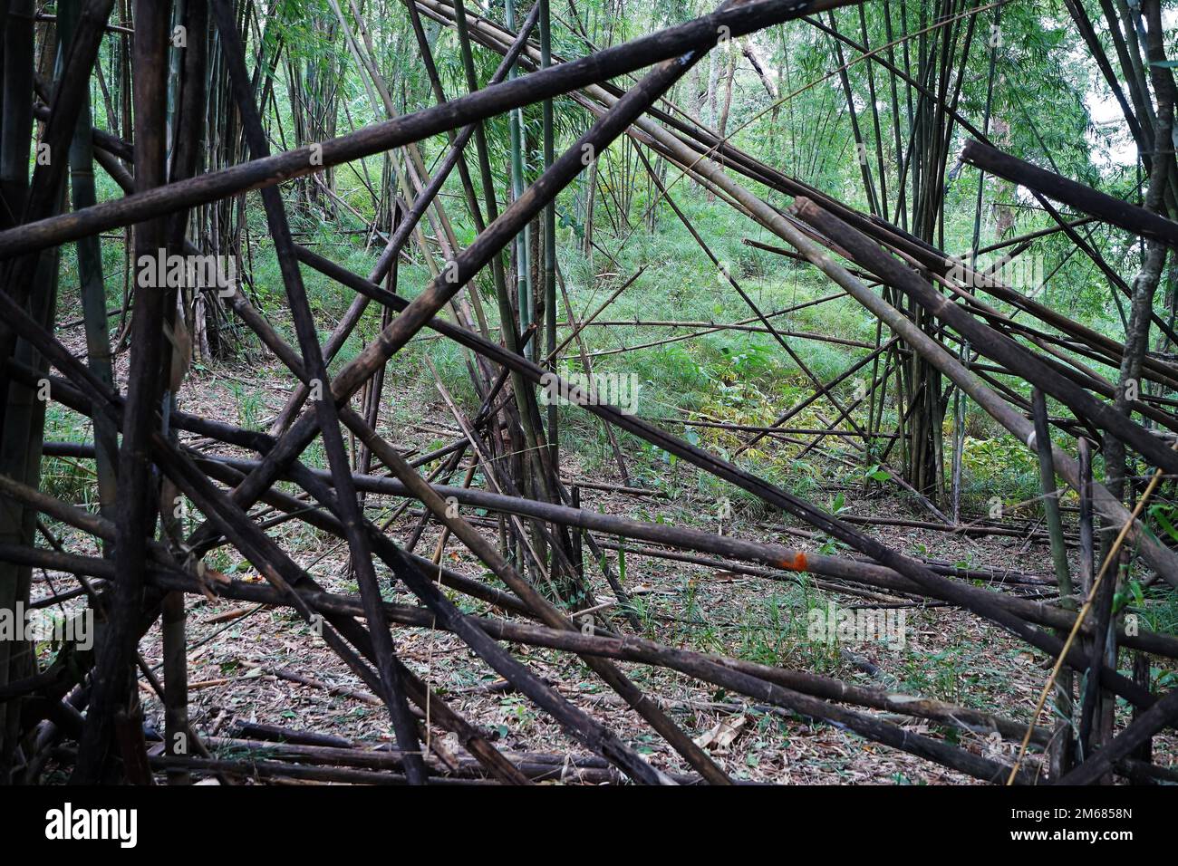 Green tropical bamboo groove forest Stock Photo - Alamy