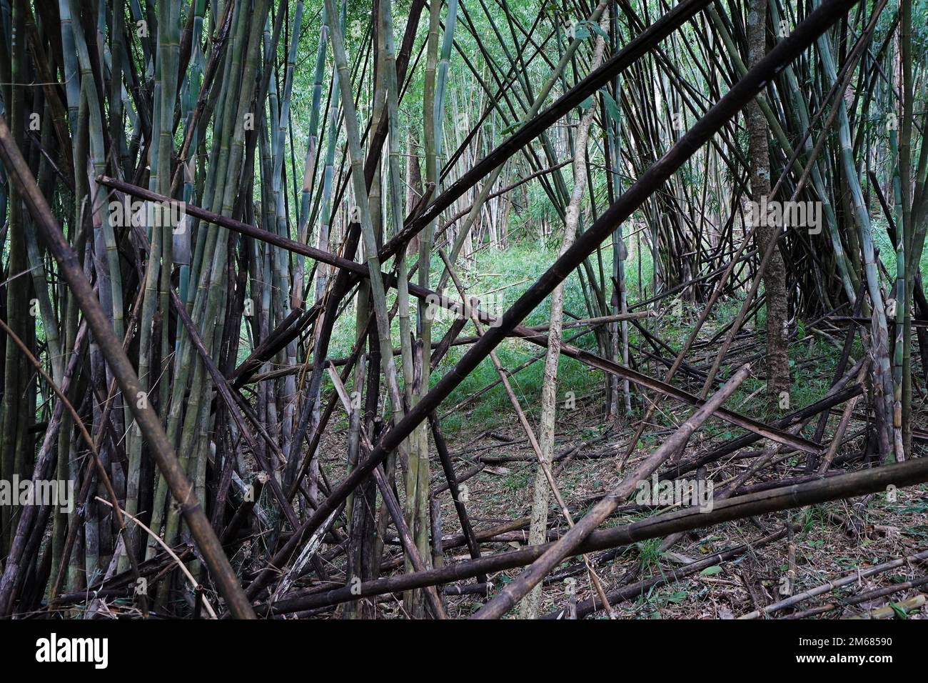 Green tropical bamboo groove forest Stock Photo - Alamy