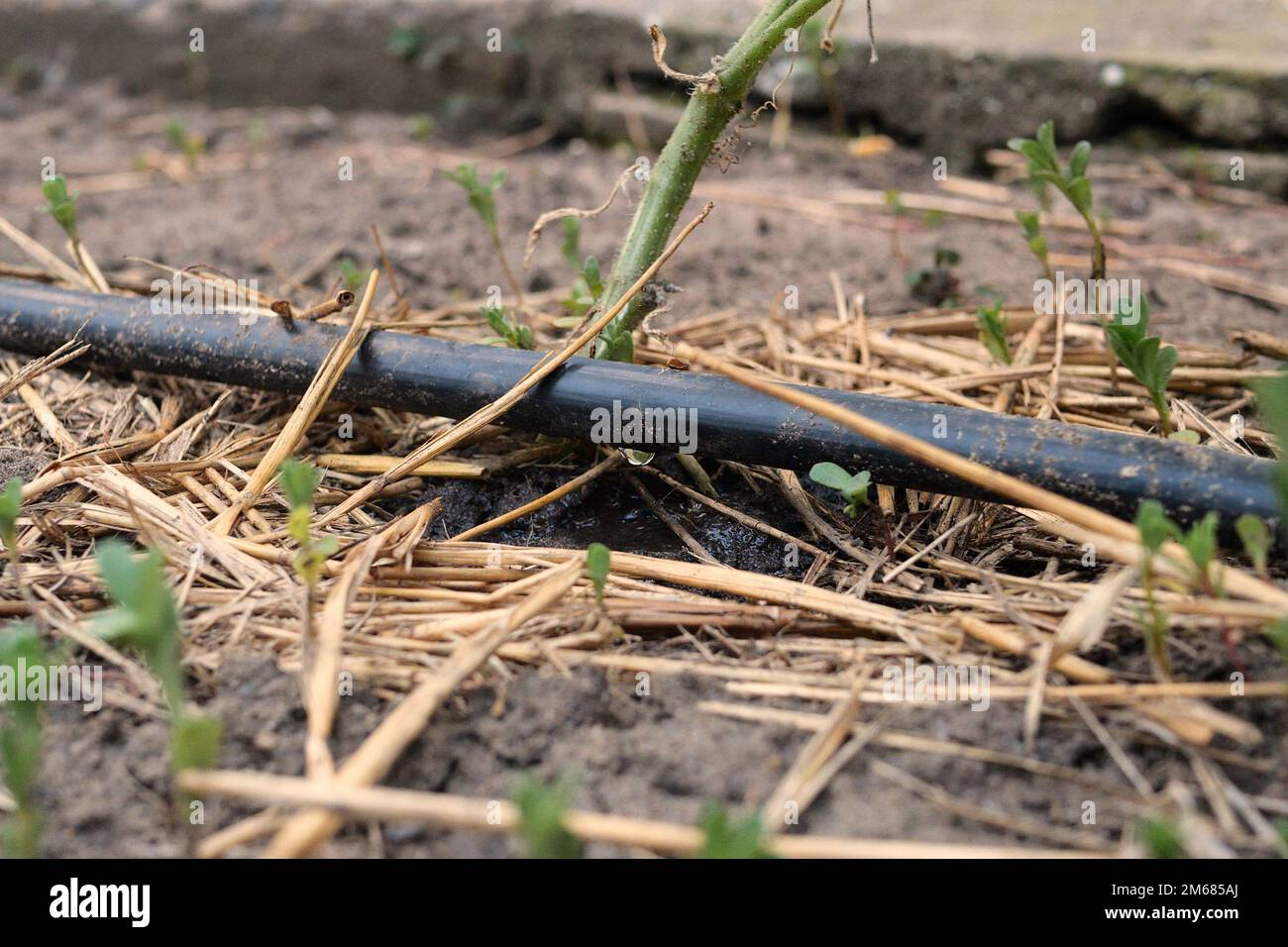 drip watering of the plant. Water drips onto the drip irrigation system ...