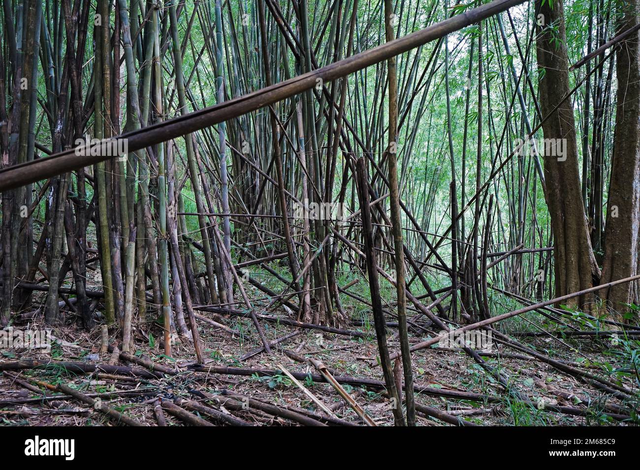 Green tropical bamboo groove forest Stock Photo - Alamy