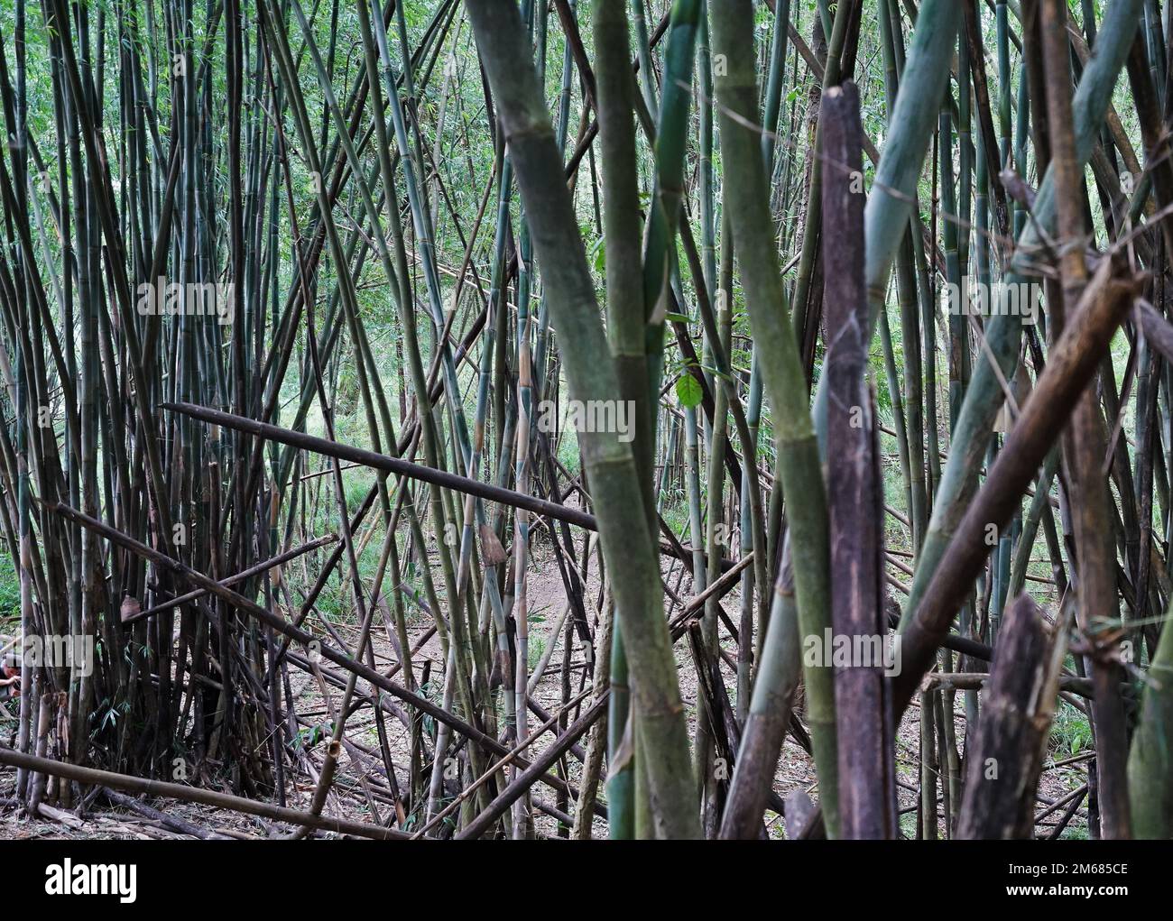 Green tropical bamboo groove forest Stock Photo - Alamy