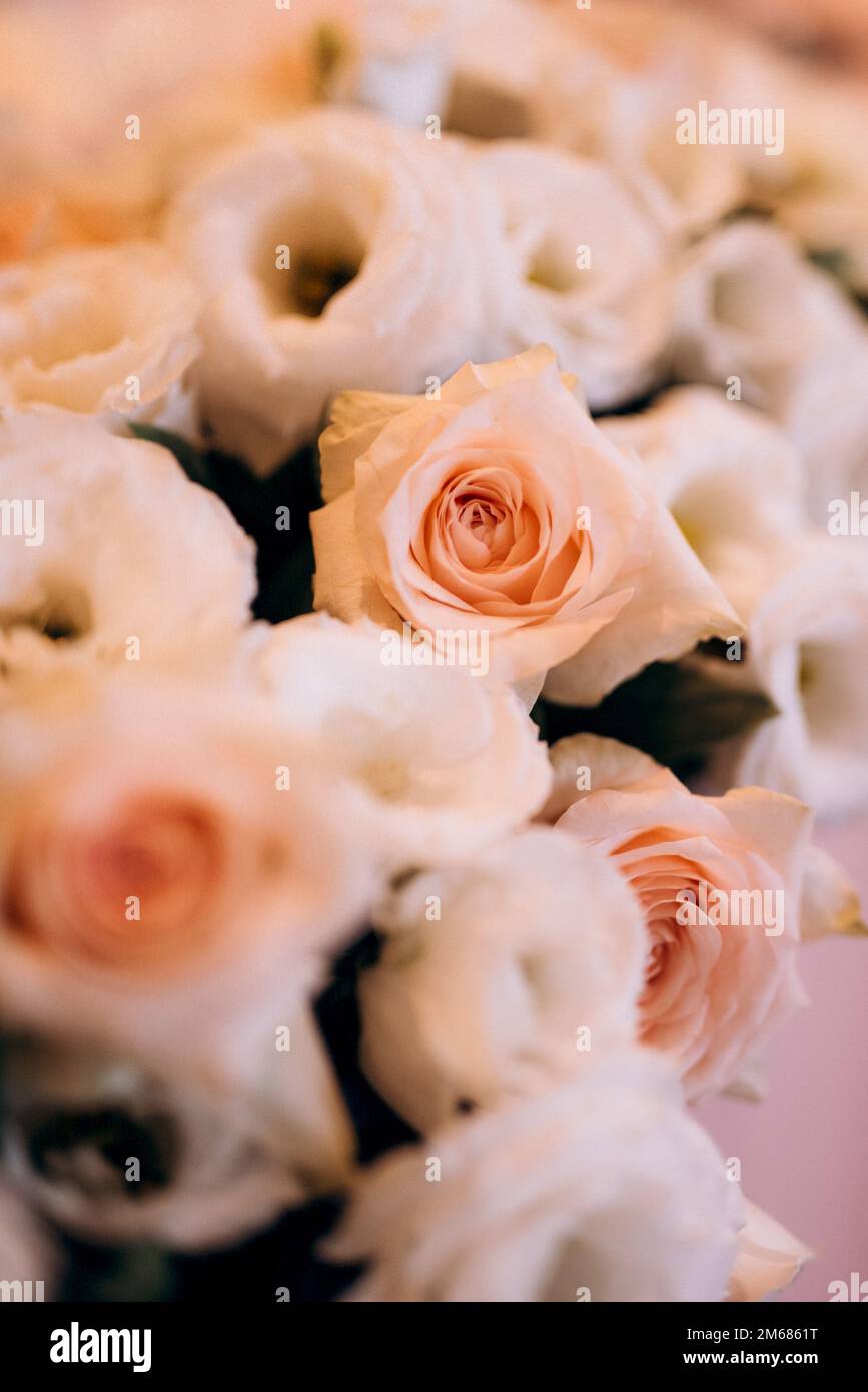 Soft pink roses hi-res stock photography and images - Alamy