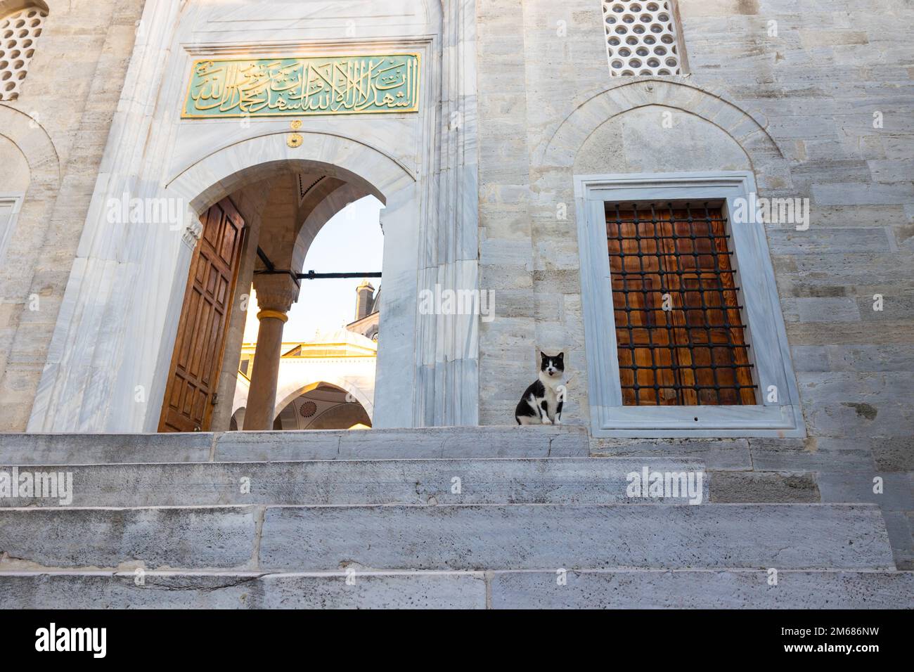 A cat sitting on the stairs of a mosque in Istanbul. Stray cats of ...