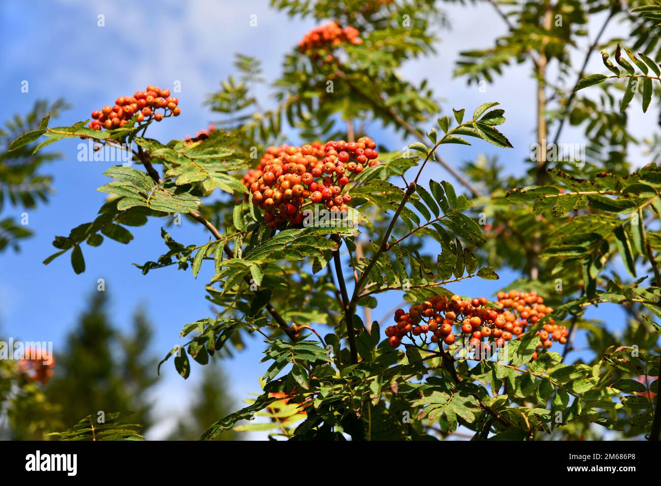 Twig with ripe seeds hi-res stock photography and images - Alamy