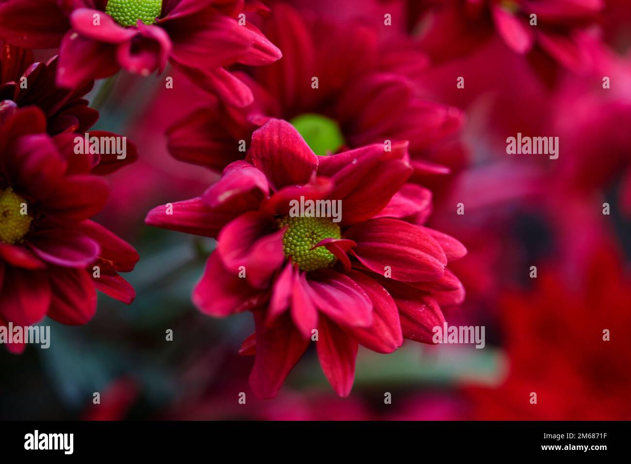 Flower mums hi-res stock photography and images - Alamy