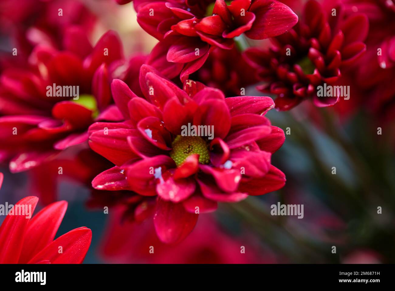 Red mums flower blooming in the garden Stock Photo - Alamy