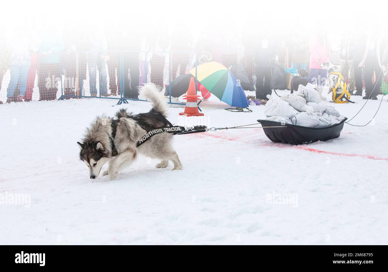 The dog in the winter competitions Weight pulling Stock Photo - Alamy