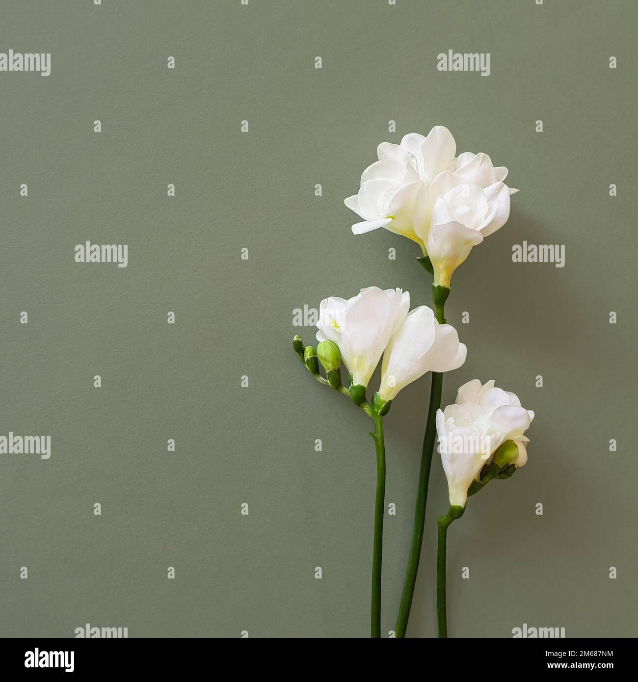 Top view of white freesia flowers on a green background. Your product ...