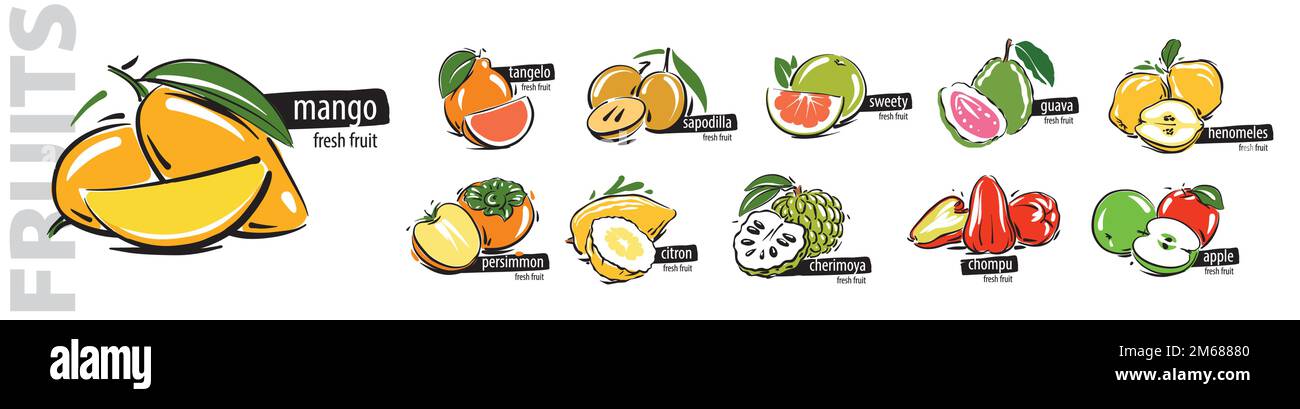 Vector set of painted all fruits on a white background Stock Vector ...