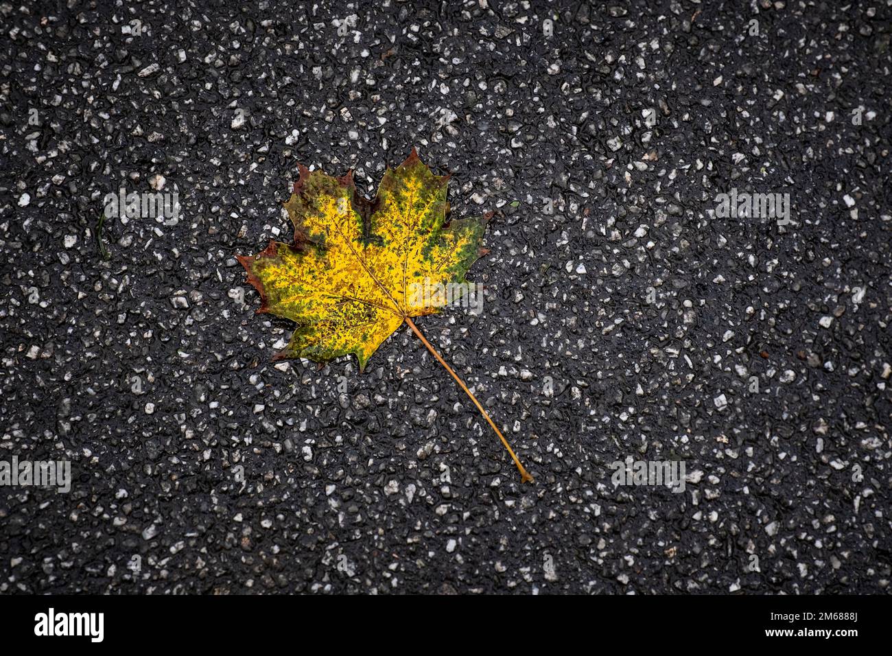 Vibrant rich golden colour of a dead Acer Maple leaf leaves lying on ...