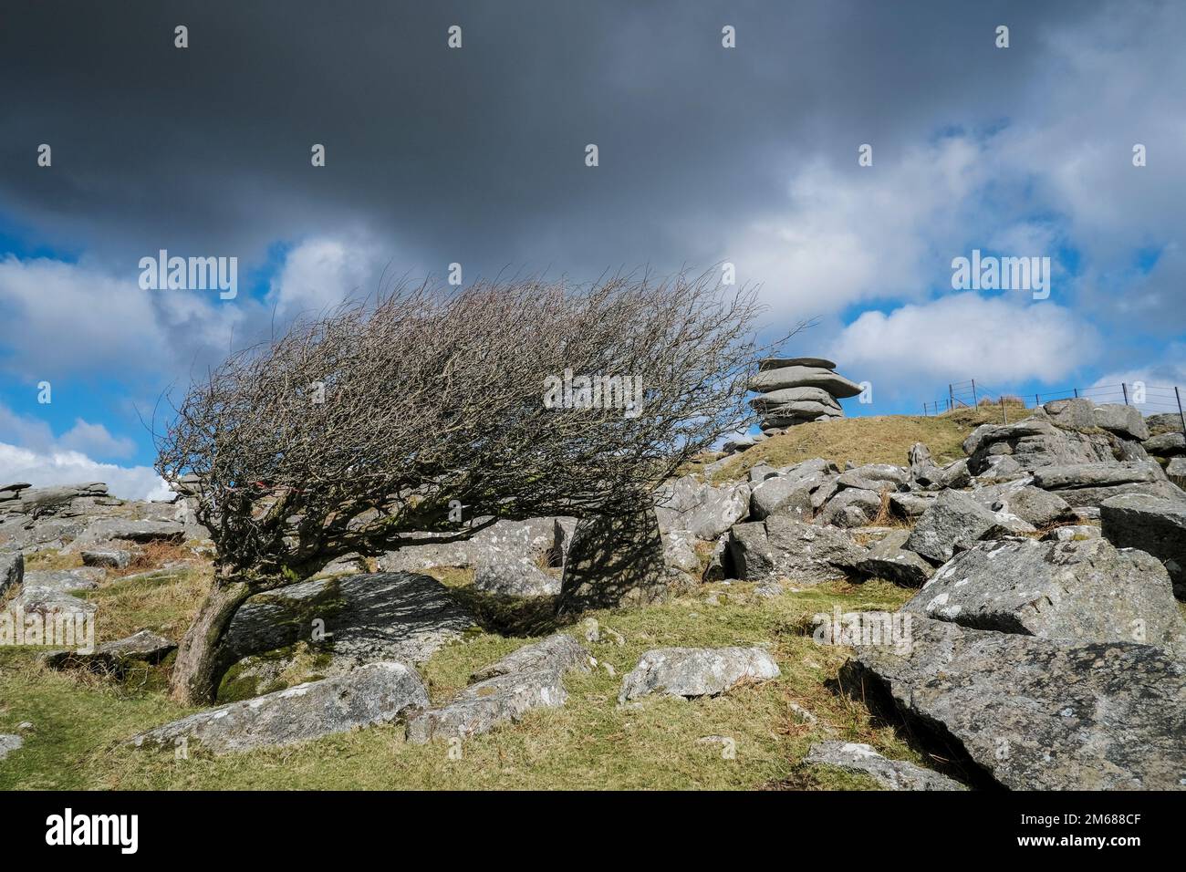 A stunted windswept tree growing and surviving amonst granite rocks ...