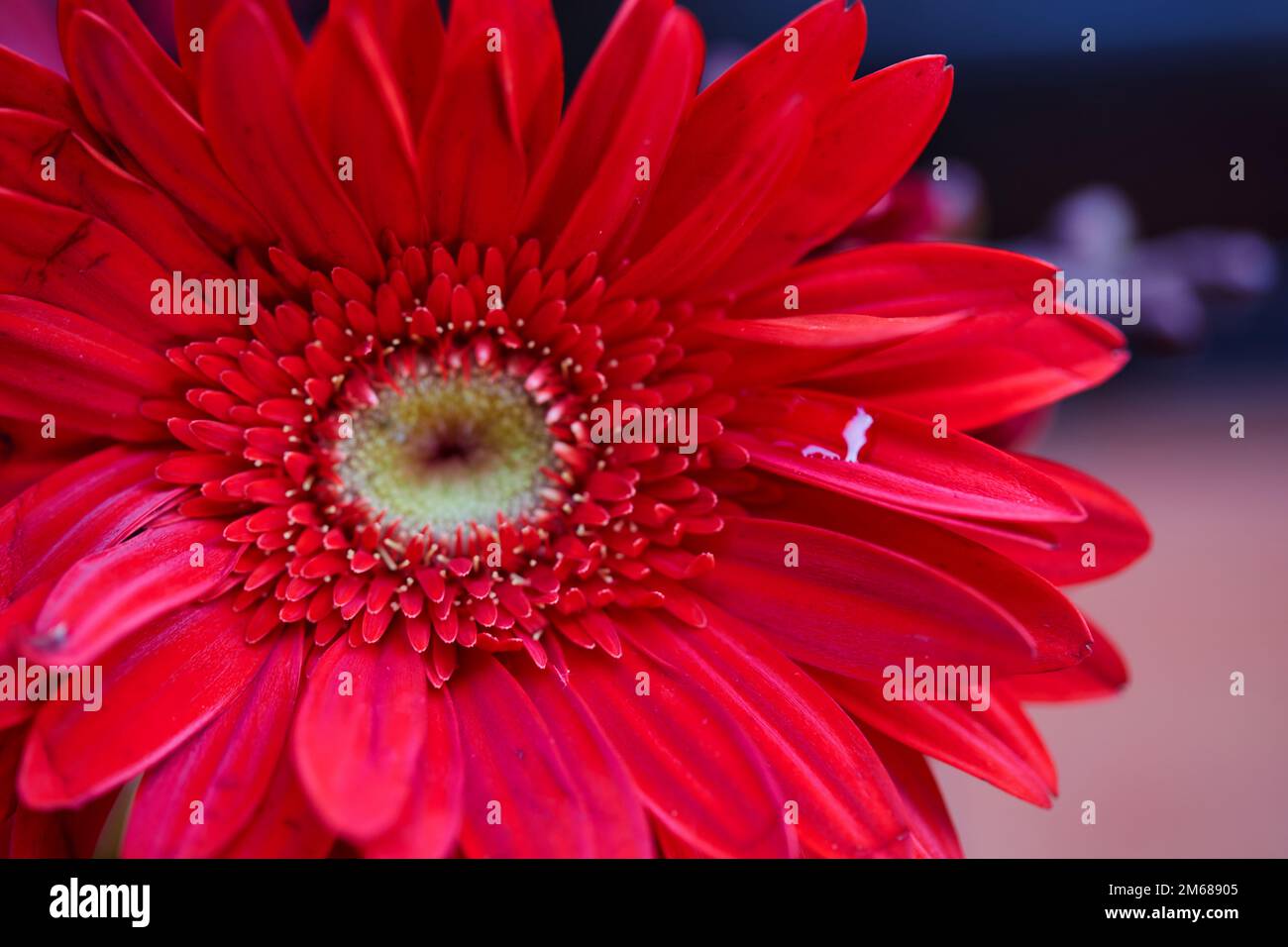 Red gerbera cultivation hi-res stock photography and images - Alamy