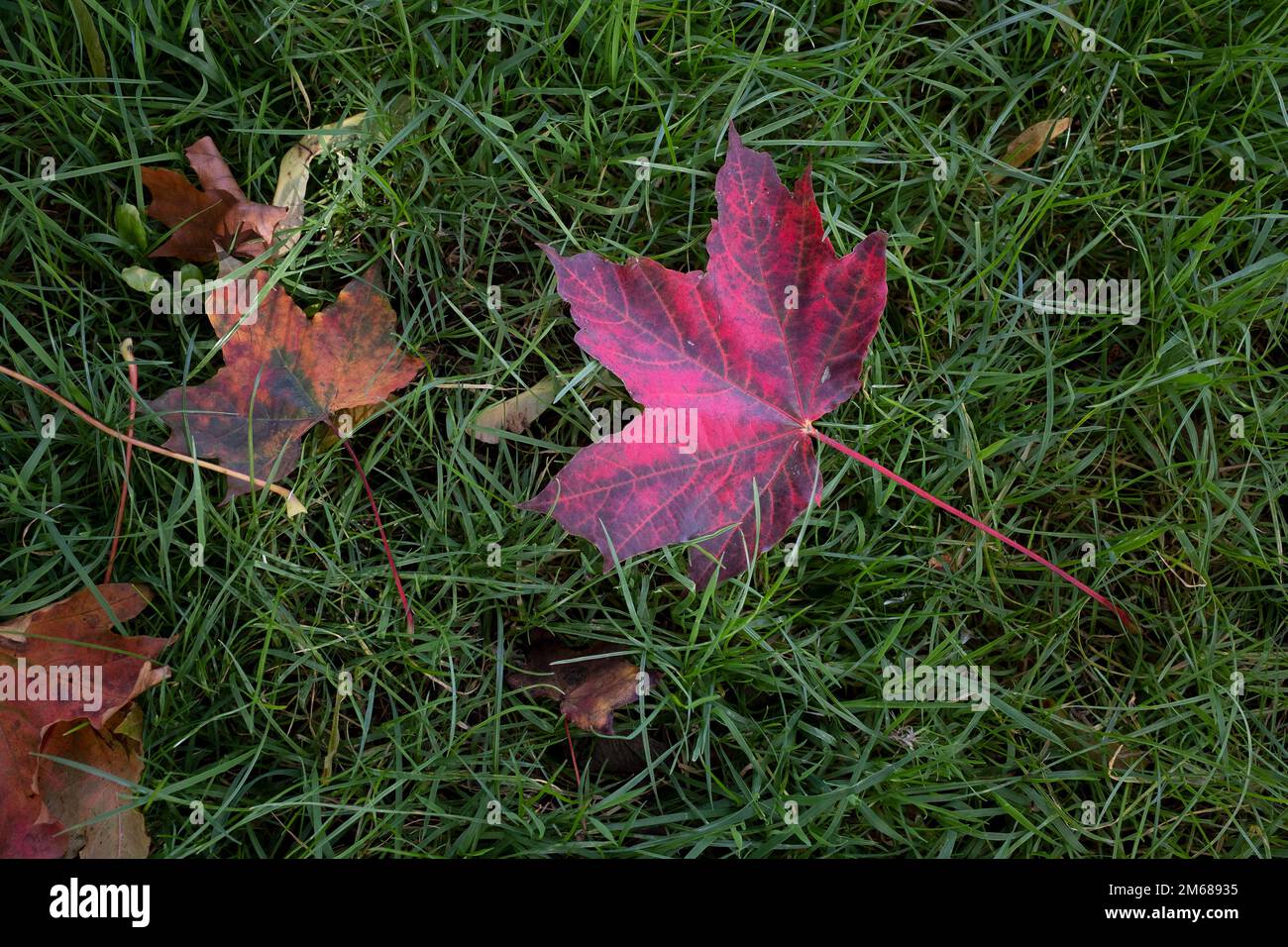 Most beautiful leaves in the world hi-res stock photography and images ...
