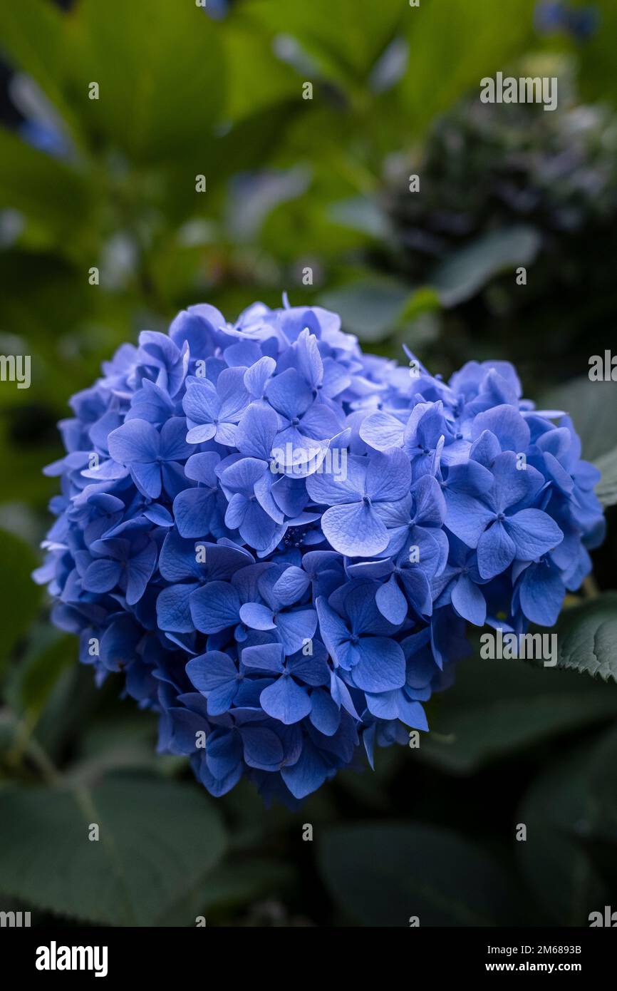 Beautiful blue Hydrangea blooms growing in a garden in Cornwall in the ...