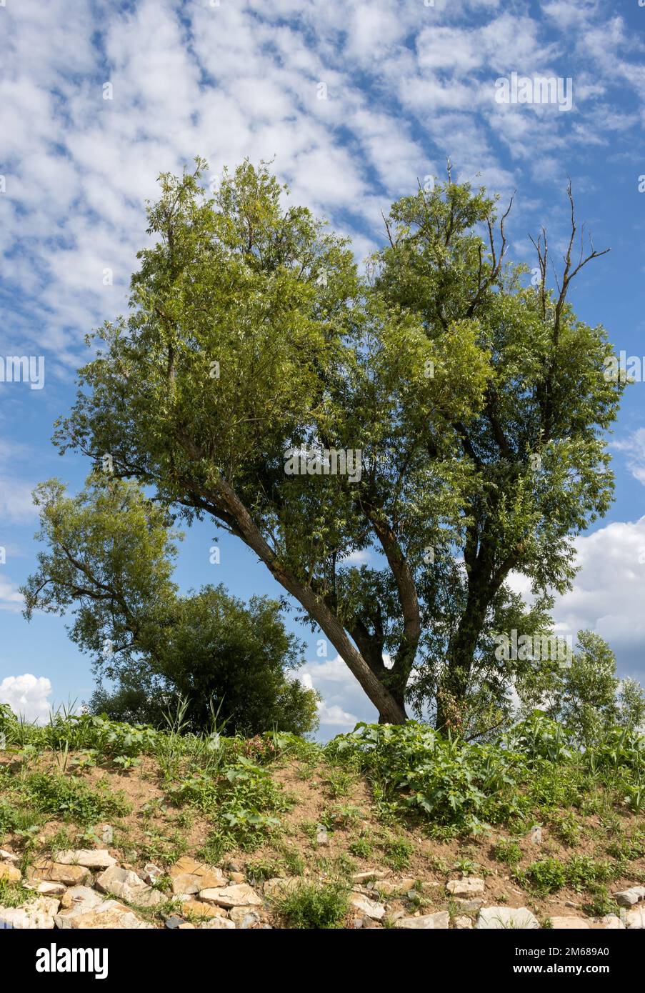 Canal built between Morava part of Czech and Slovakia by Bata ...