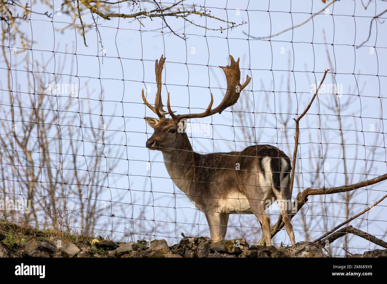 Forest deer behind the net Stock Photo - Alamy