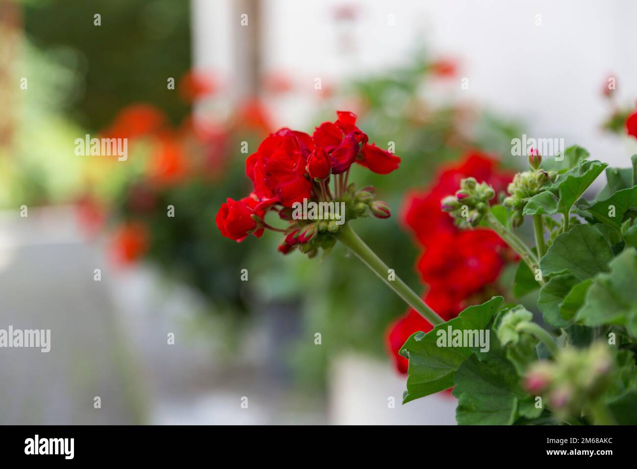 Red pelargonium decorates the wall of a wooden cottage. red Pelargonium ...