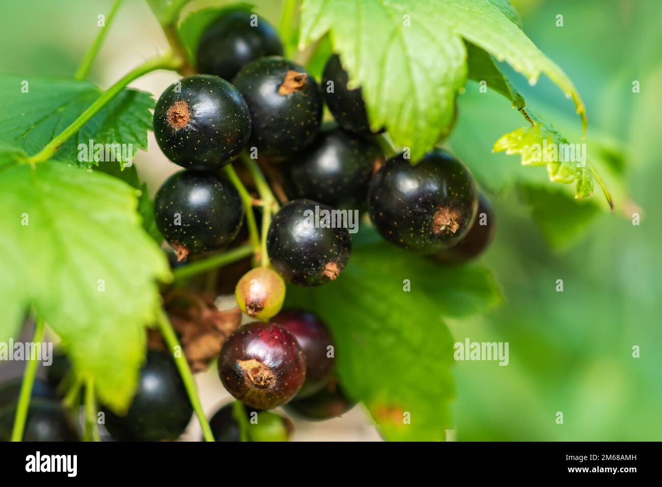 Bush of black currant with ripe bunches of berries and leaves on ...