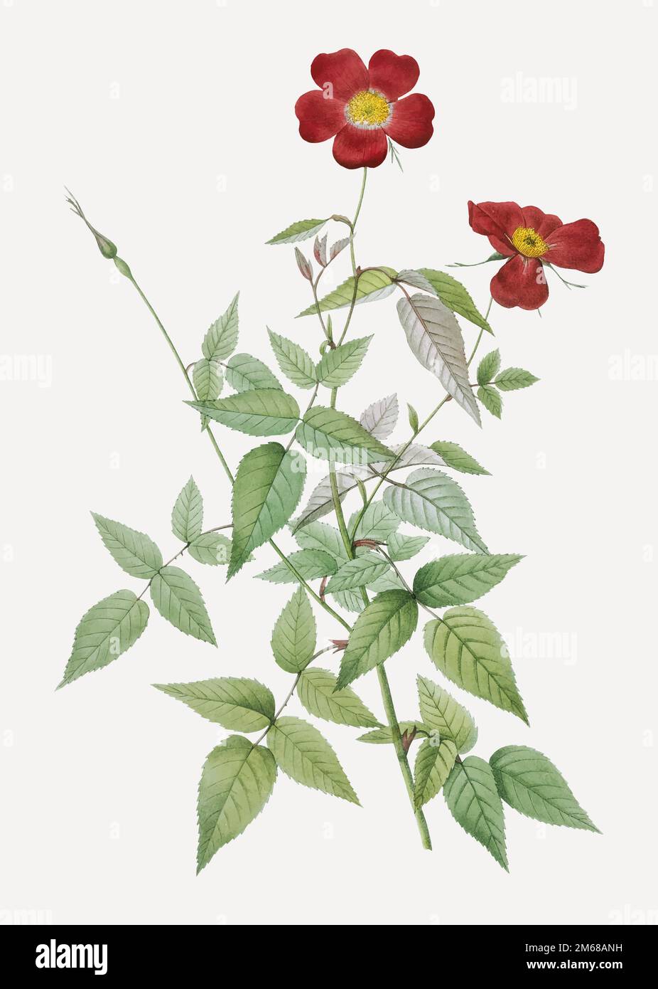 Vintage blooming red rosebush vector Stock Vector Image & Art - Alamy