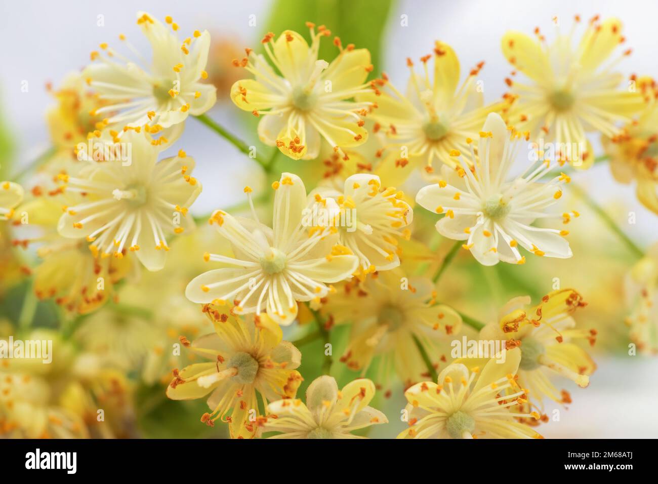 linden tree flower in spring, beautiful linden tree flower in spring ...