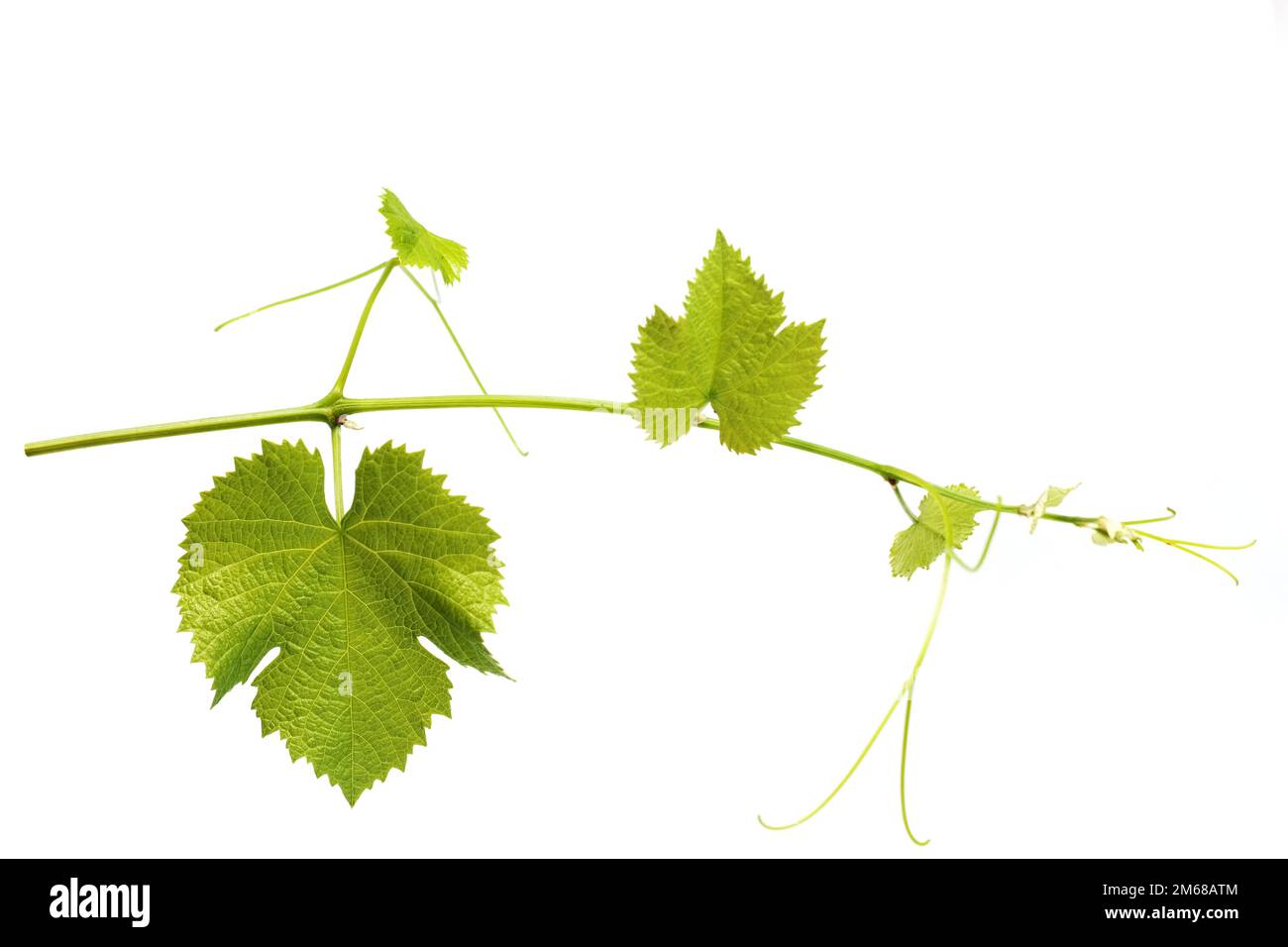 Grape leaves vine branch with tendrils tropical plant isolated on white ...