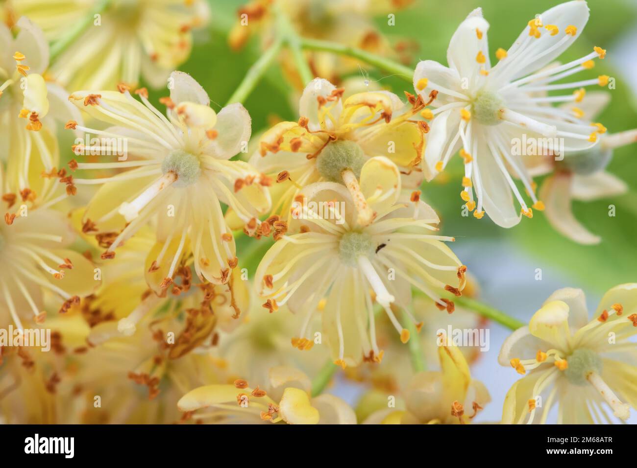 linden tree flower in spring, beautiful linden tree flower in spring ...