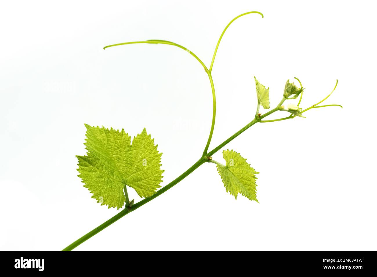 Grape leaves vine branch with tendrils tropical plant isolated on white ...