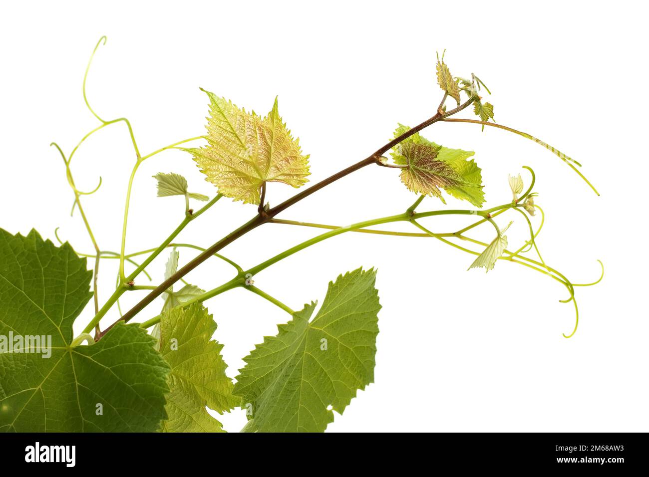 Grape leaves vine branch with tendrils tropical plant isolated on white ...