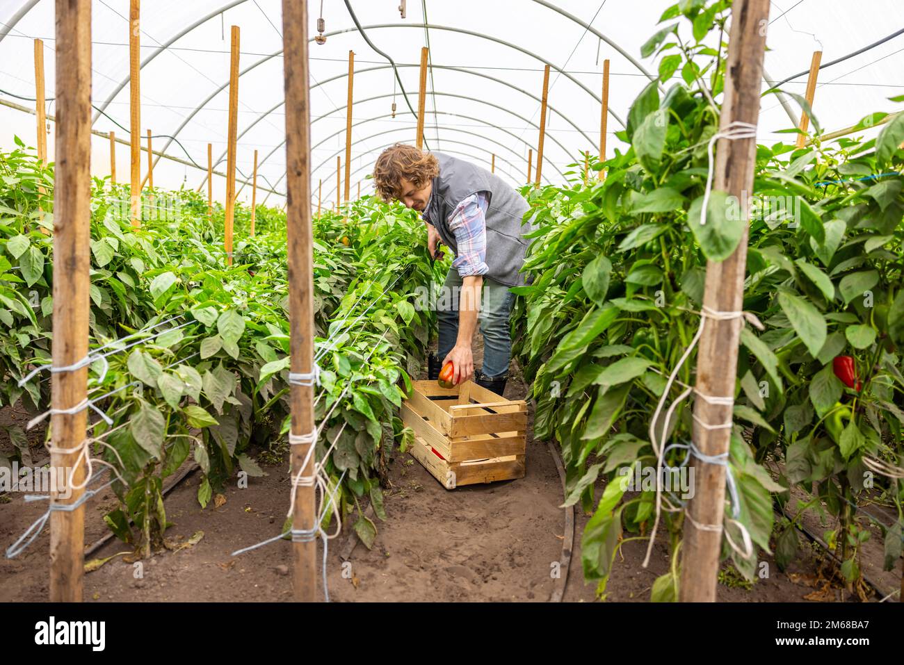 Concentrated agronomist collecting the harvest of agronomic crops Stock ...