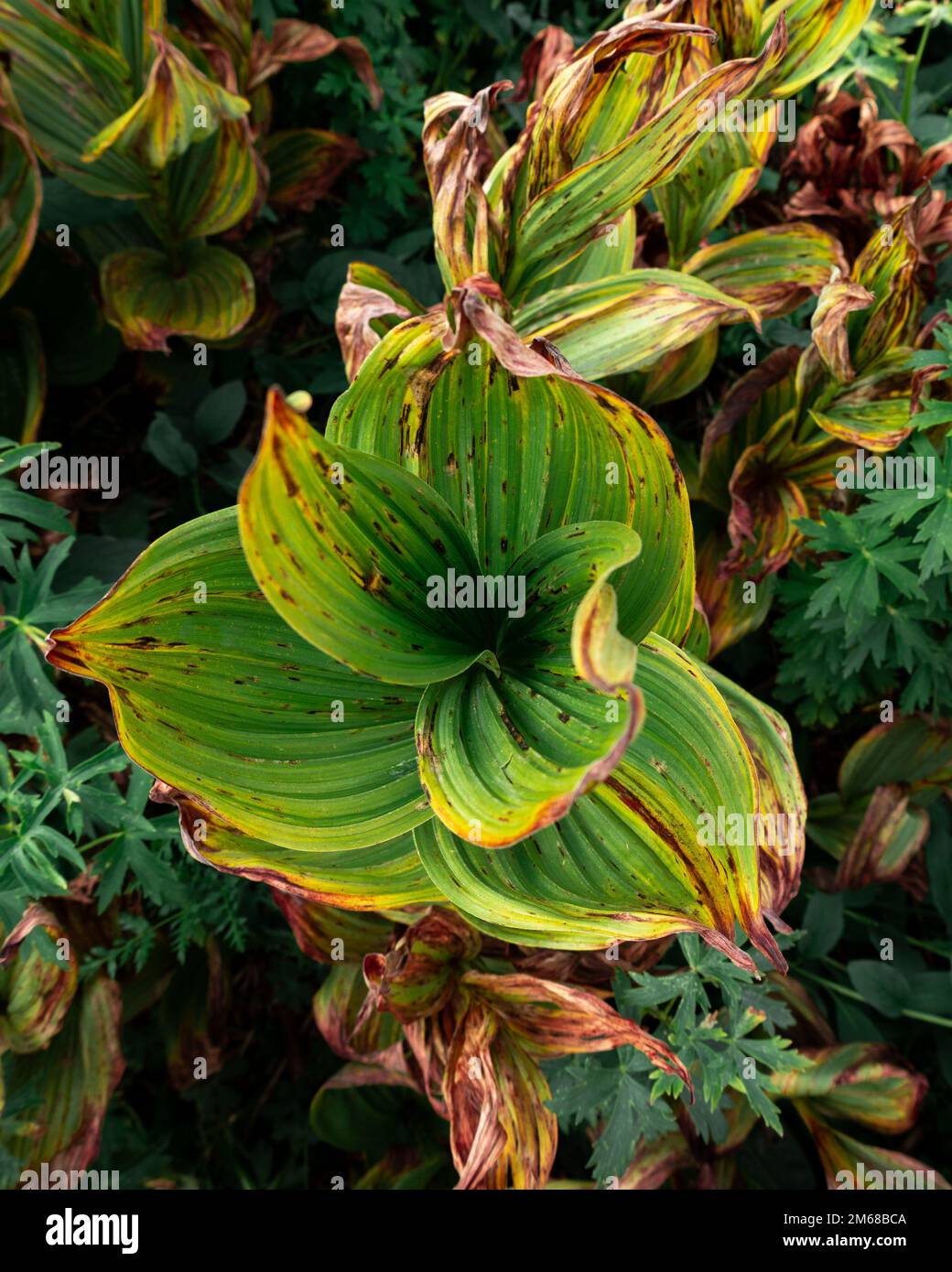 Veratrum plant hi-res stock photography and images - Alamy