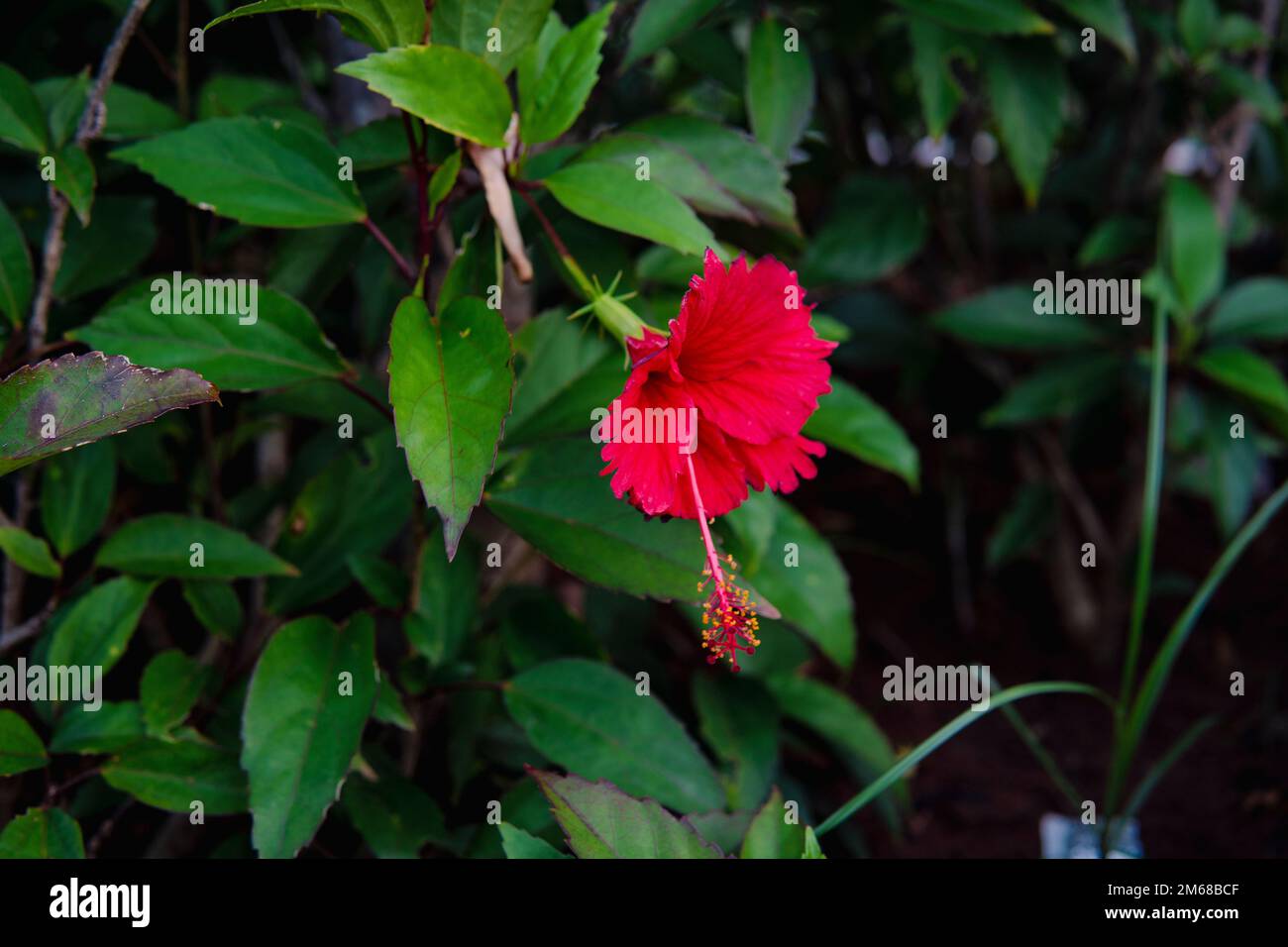 The pretty pink ibiscus rosa-sinensis flower on the shrub Stock Photo ...