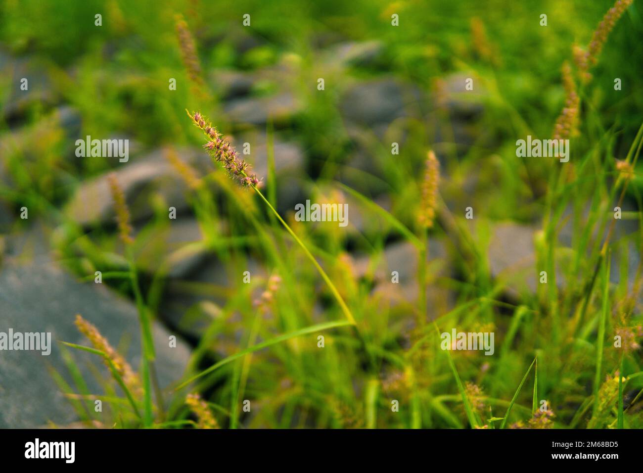 A selective focus of a setaria pumila grass Stock Photo - Alamy