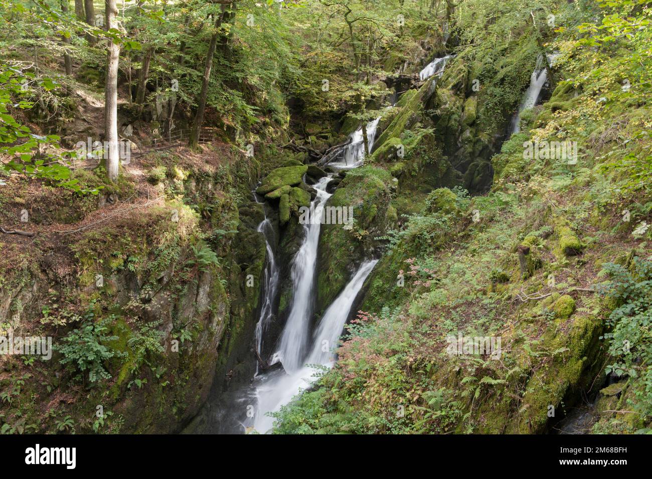 Stock Ghyll Force Waterfall is a short walk through a wooded valley ...