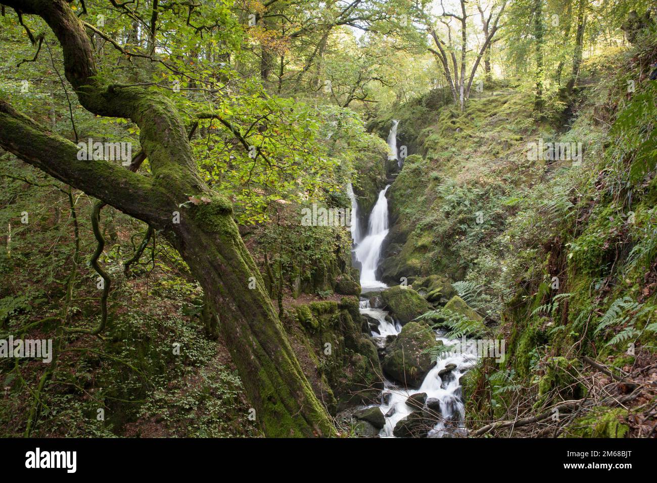 Stock Ghyll Force Waterfall is a short walk through a wooded valley ...