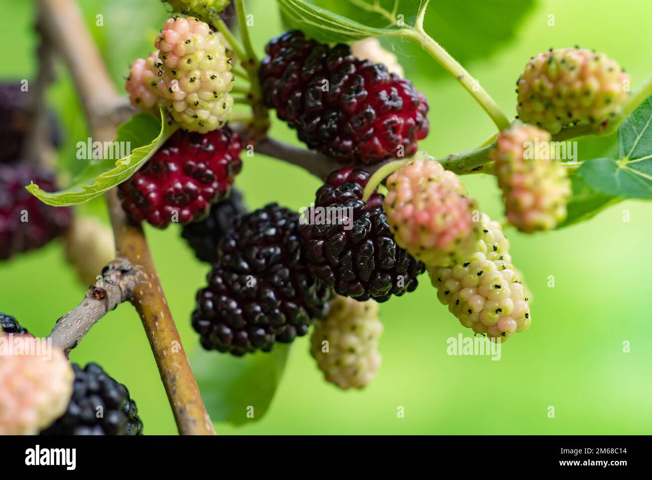 The fruit of black mulberry - mulberry tree Stock Photo - Alamy