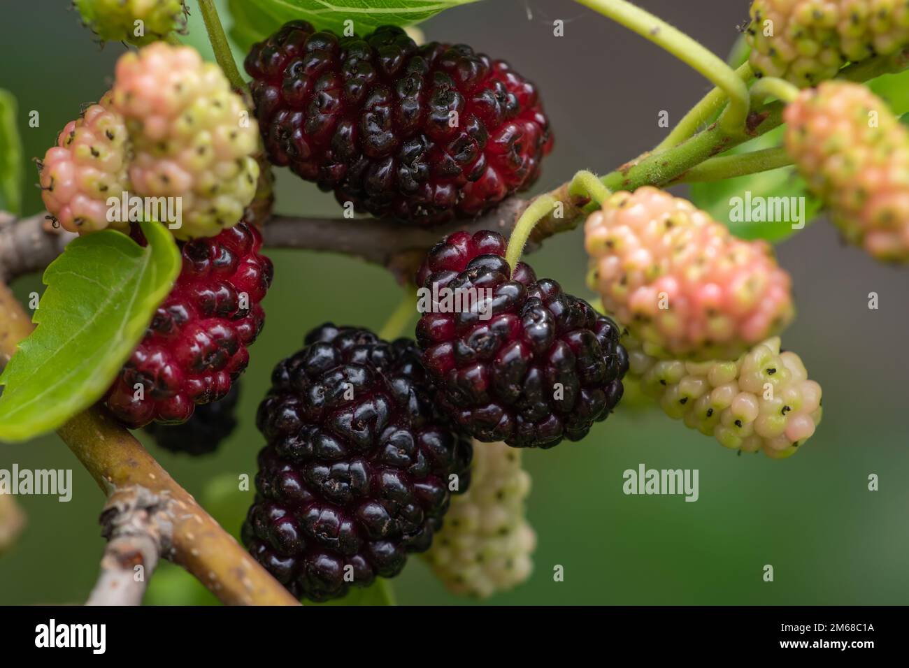 The fruit of black mulberry - mulberry tree Stock Photo - Alamy