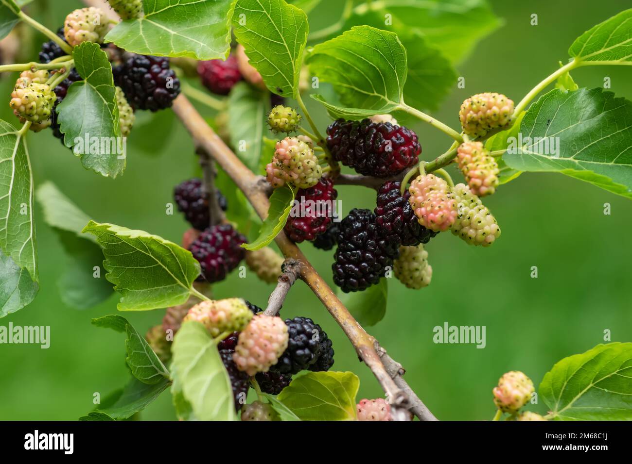 The fruit of black mulberry - mulberry tree Stock Photo - Alamy
