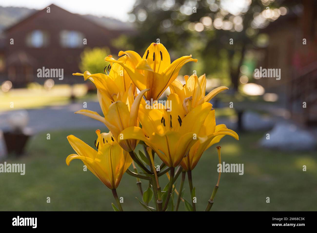 Lily flower in the garden, ornamental flowerbed - an example of ...