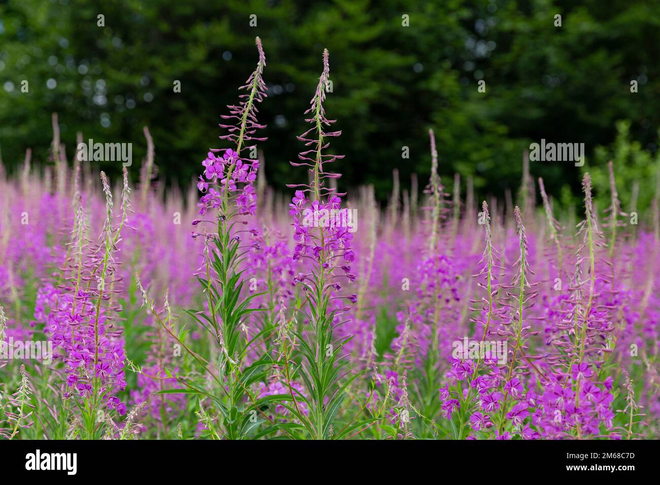 Chamaenerion angustifolium is a flowering plant in the willowherb family Onagraceae. Flowering ...