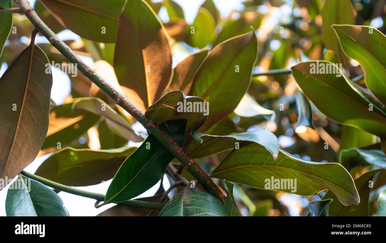 Low-angle view of sun-drenched magnolia tree leaves, capturing the ...